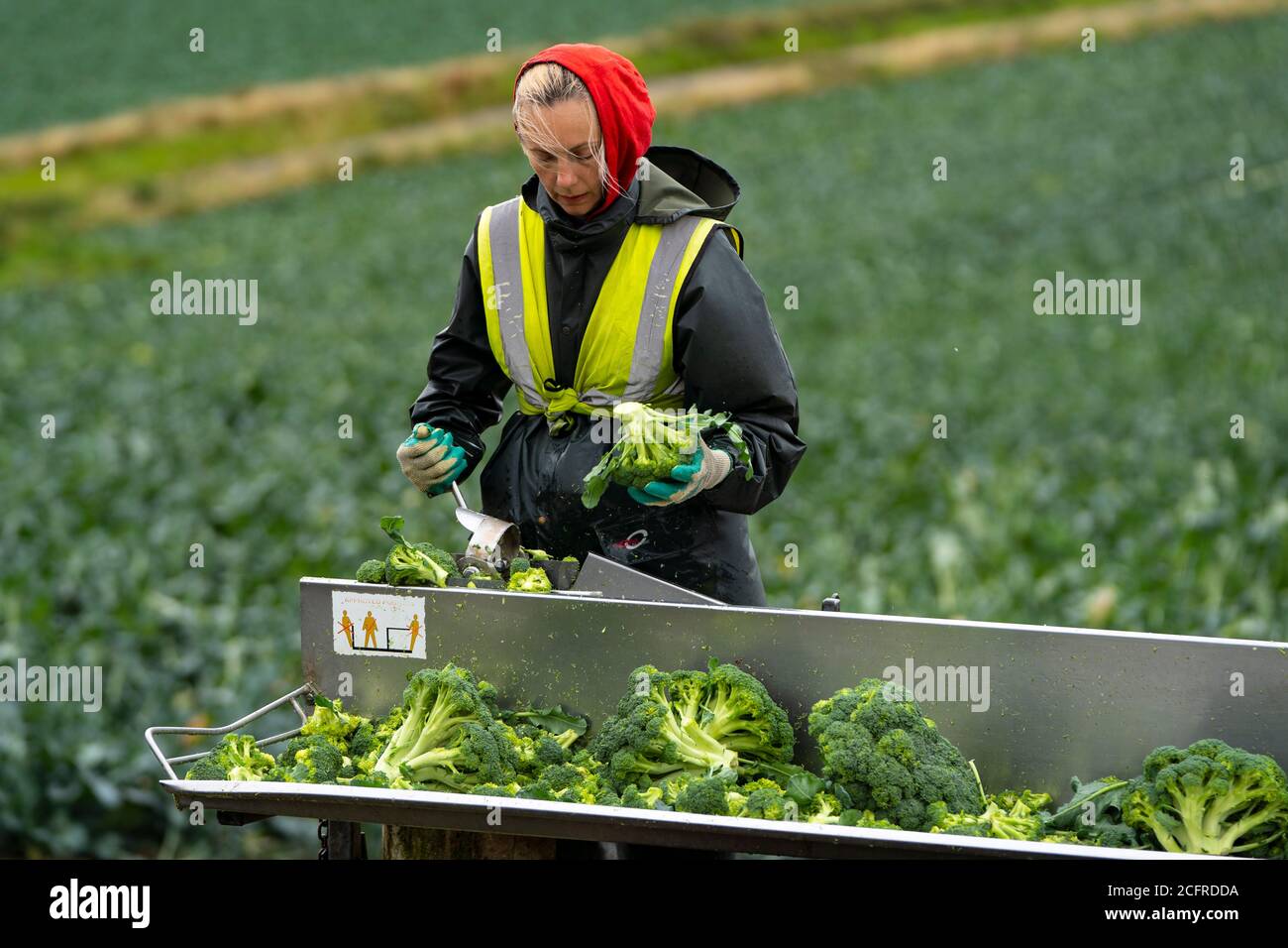 Seasonla workers hi-res stock photography and images - Alamy