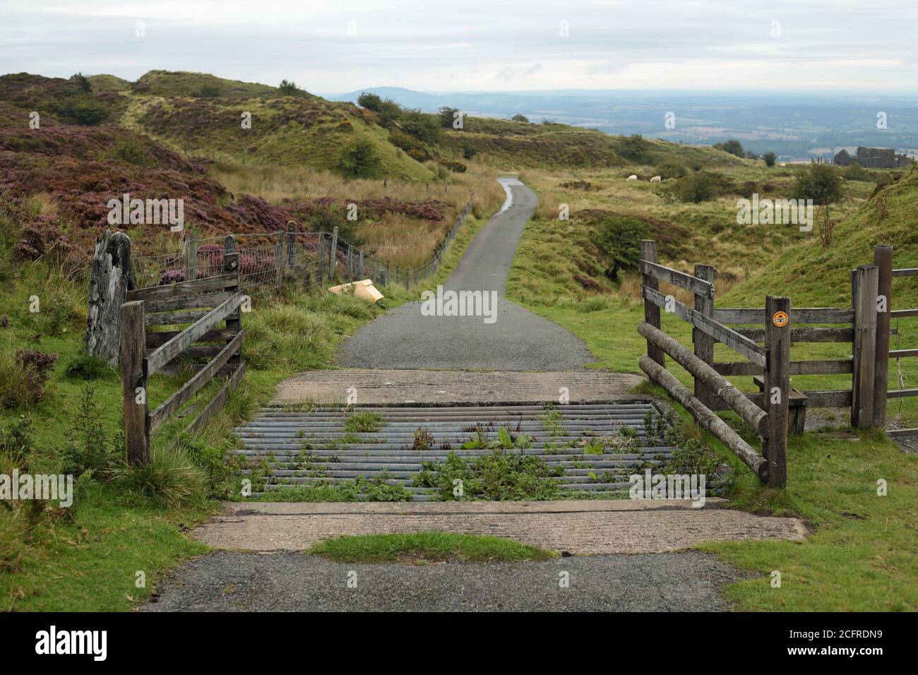 Cattle grid sheep hi-res stock photography and images - Alamy
