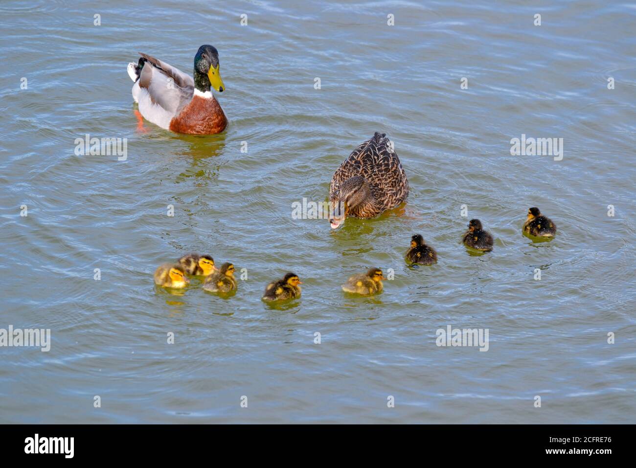 Ducks floating in the water with ducklings. Family of ducks for a walk ...