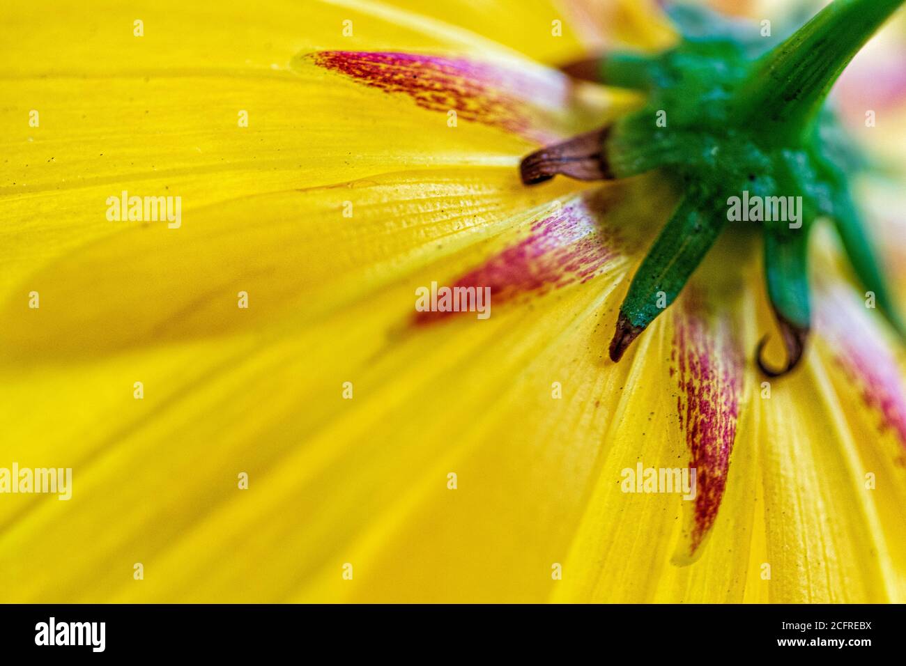 The underside of a yellow wildflower creates a pattern of lines and ...