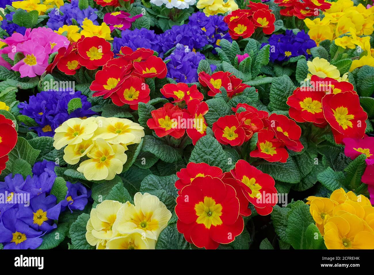 Beautiful shot of primrose flowers with different colors in a garden ...