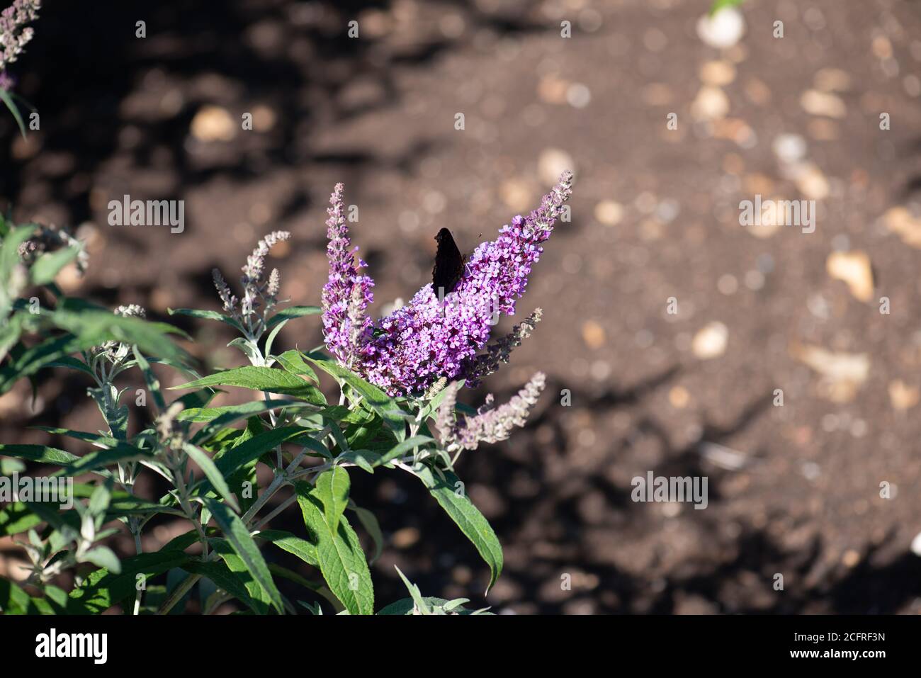 Buddleja flowers in the summer shot in the national collection in ...