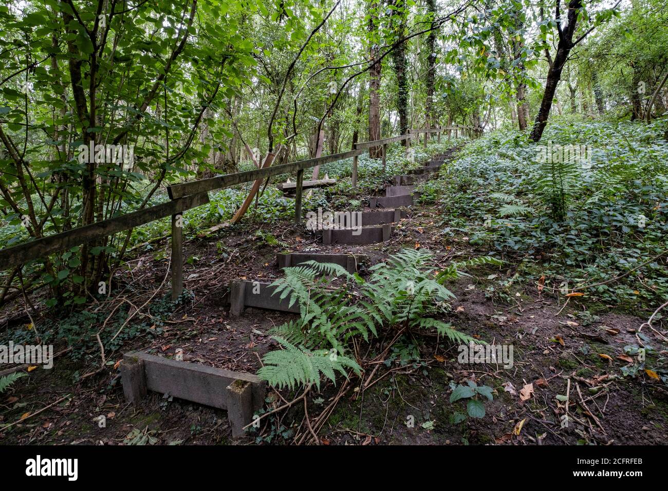 A set of wooden steps leading up a steep hill in heavy woodland on a ...
