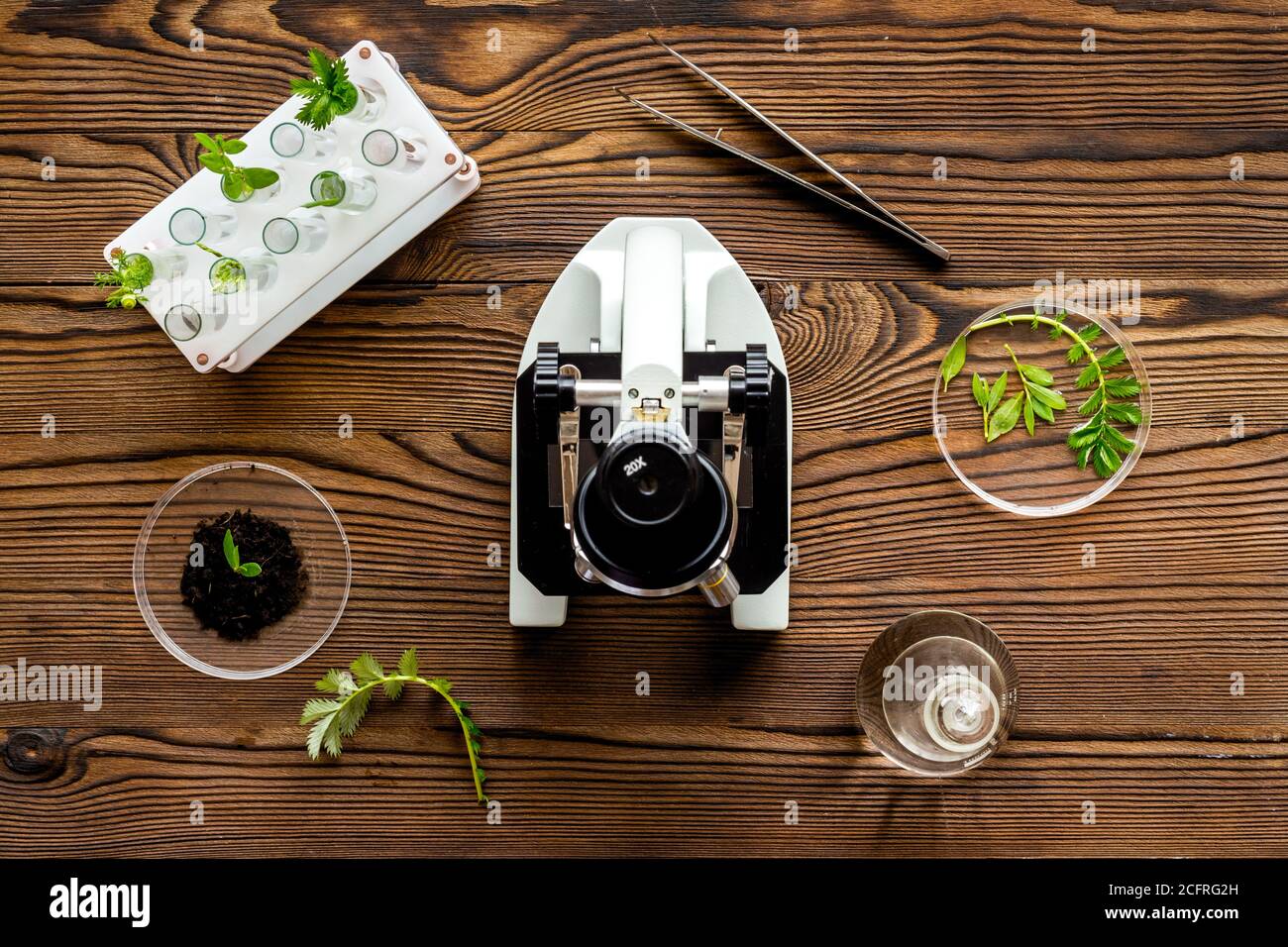 Phytopathological examining soil and plants with microscope in lab ...