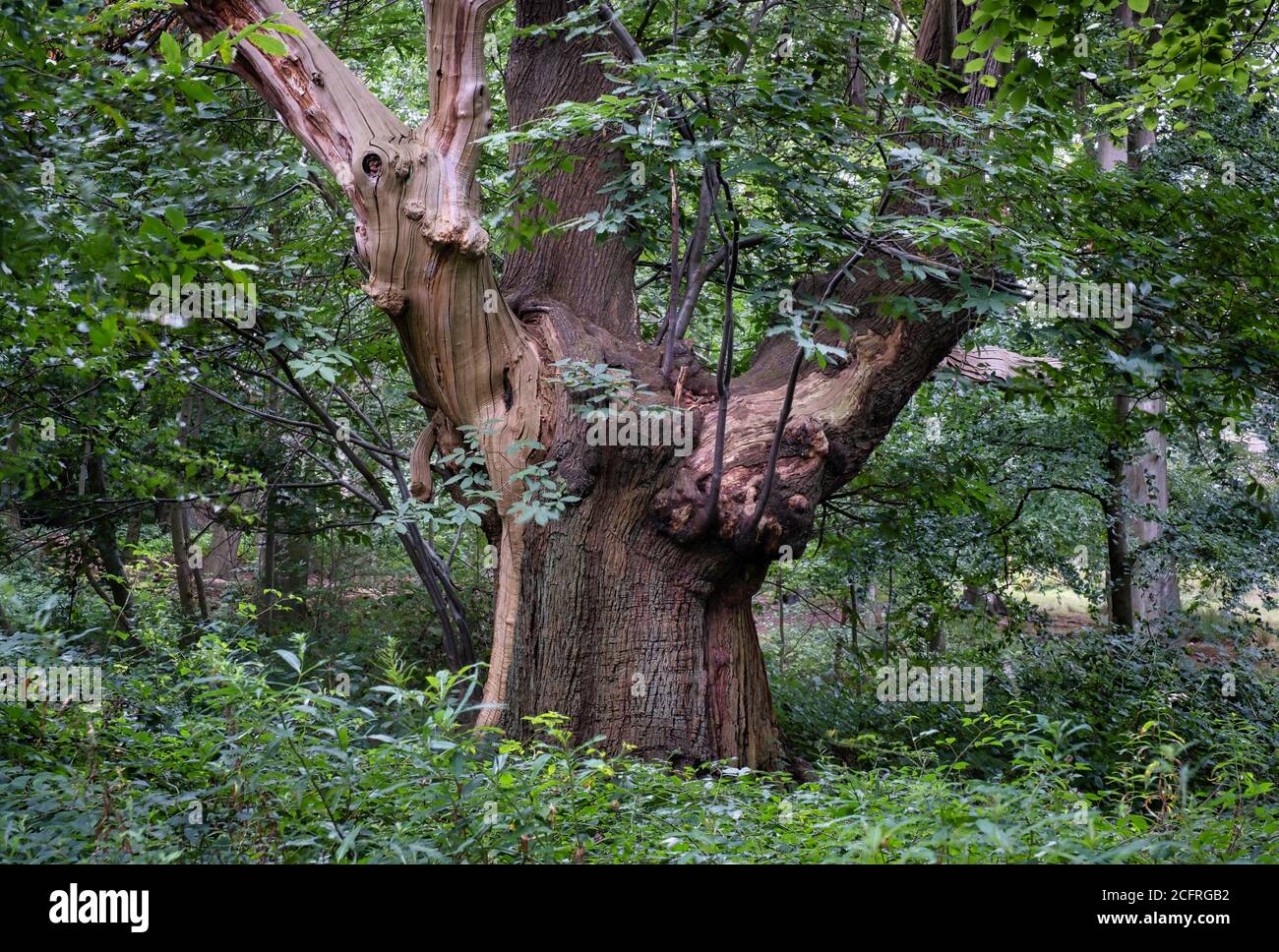 Giants of the forest. Ancient trees in woodland during late summer ...