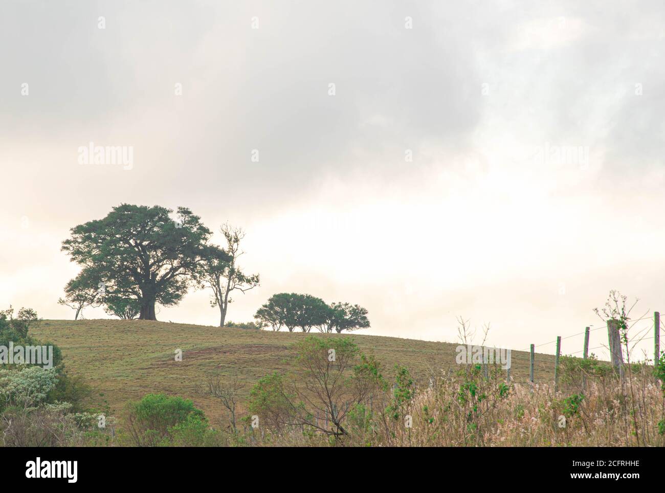 Pampa biome fields in southern Brazil. It is one of the most beautiful ...