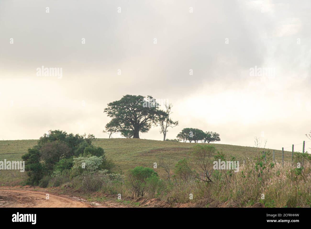 Pampa biome fields in southern Brazil. It is one of the most beautiful ...