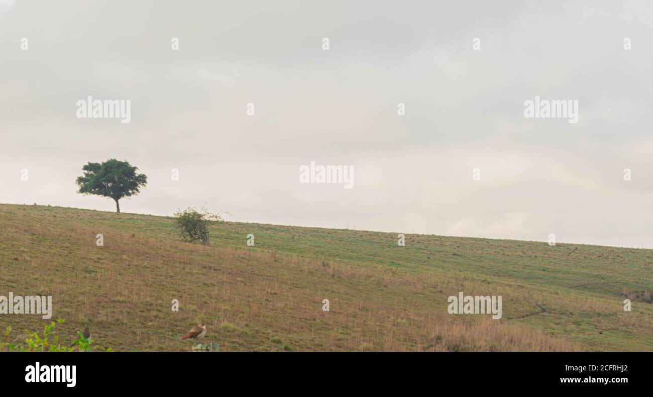 Pampa biome fields in southern Brazil. It is one of the most beautiful ...
