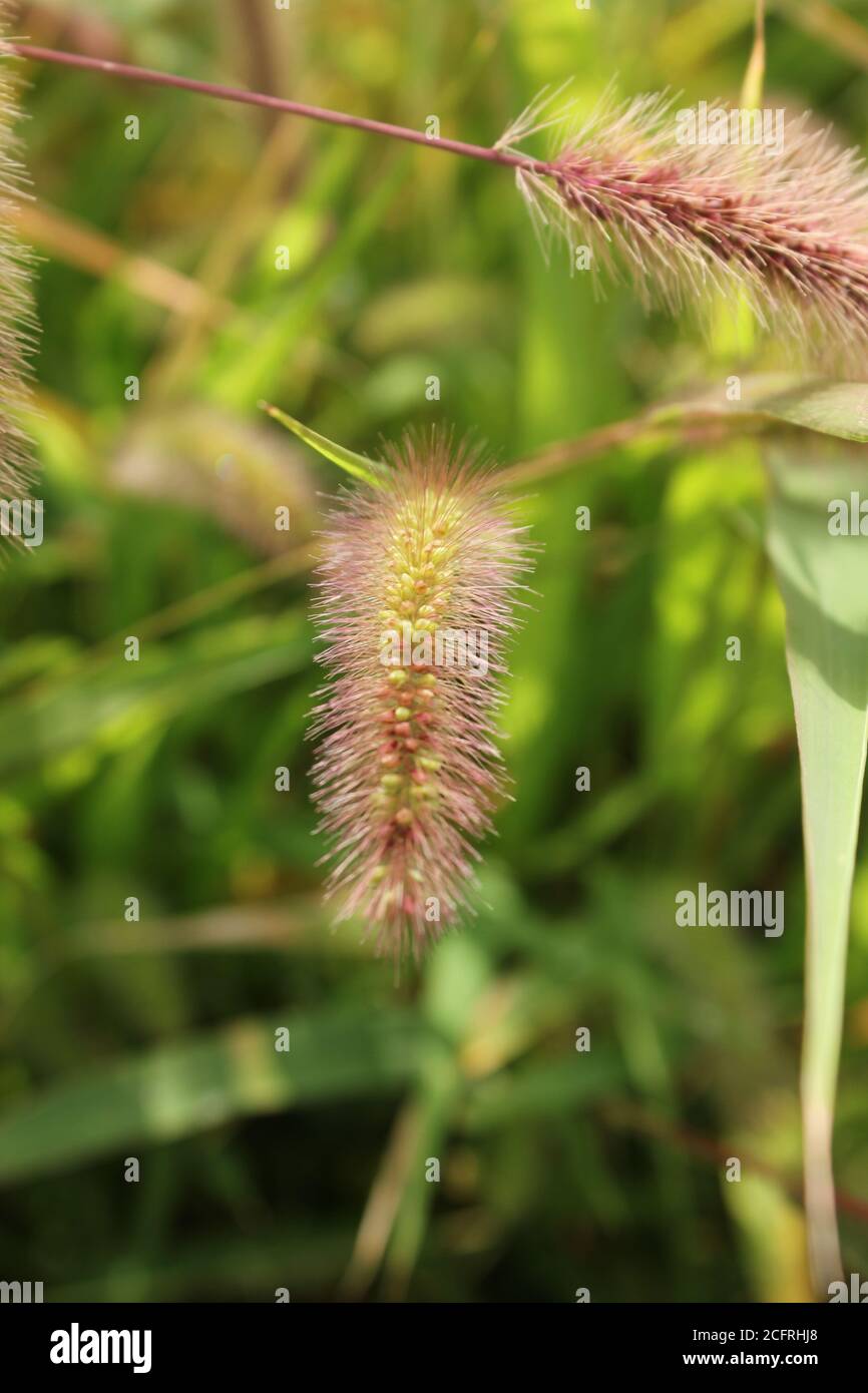 Wild wheatgrass growing in the woods Stock Photo - Alamy