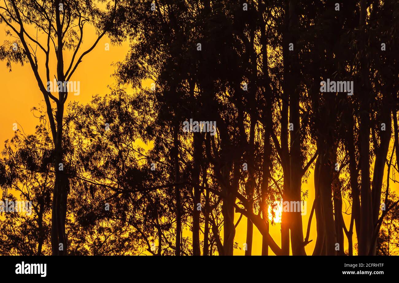 Sunset silhouette in southern Brazil. The contrast of the sunset colors ...