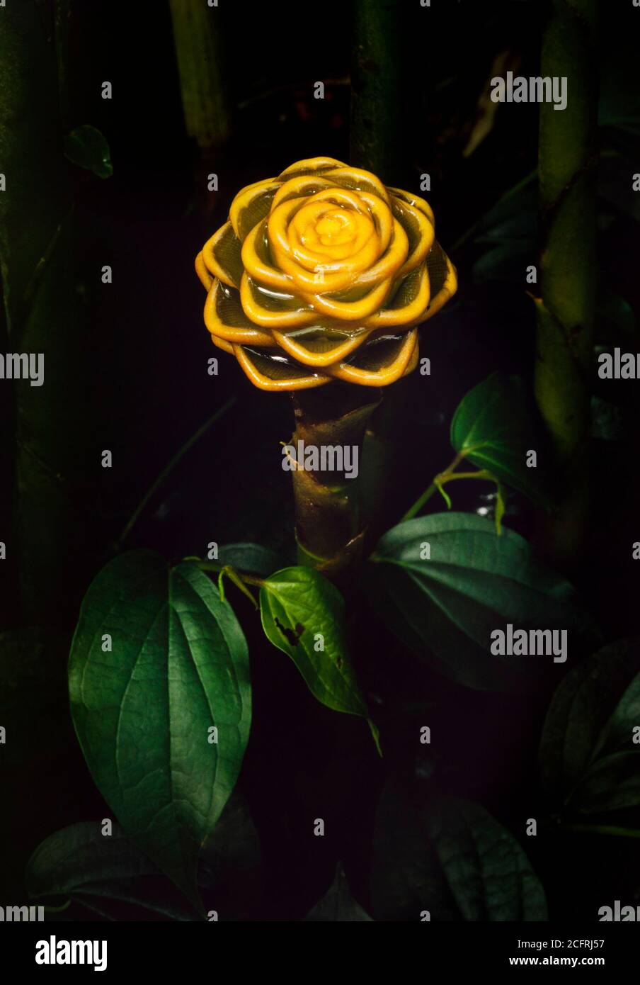 Developing Ginger flower, Zingiber sp Stock Photo - Alamy