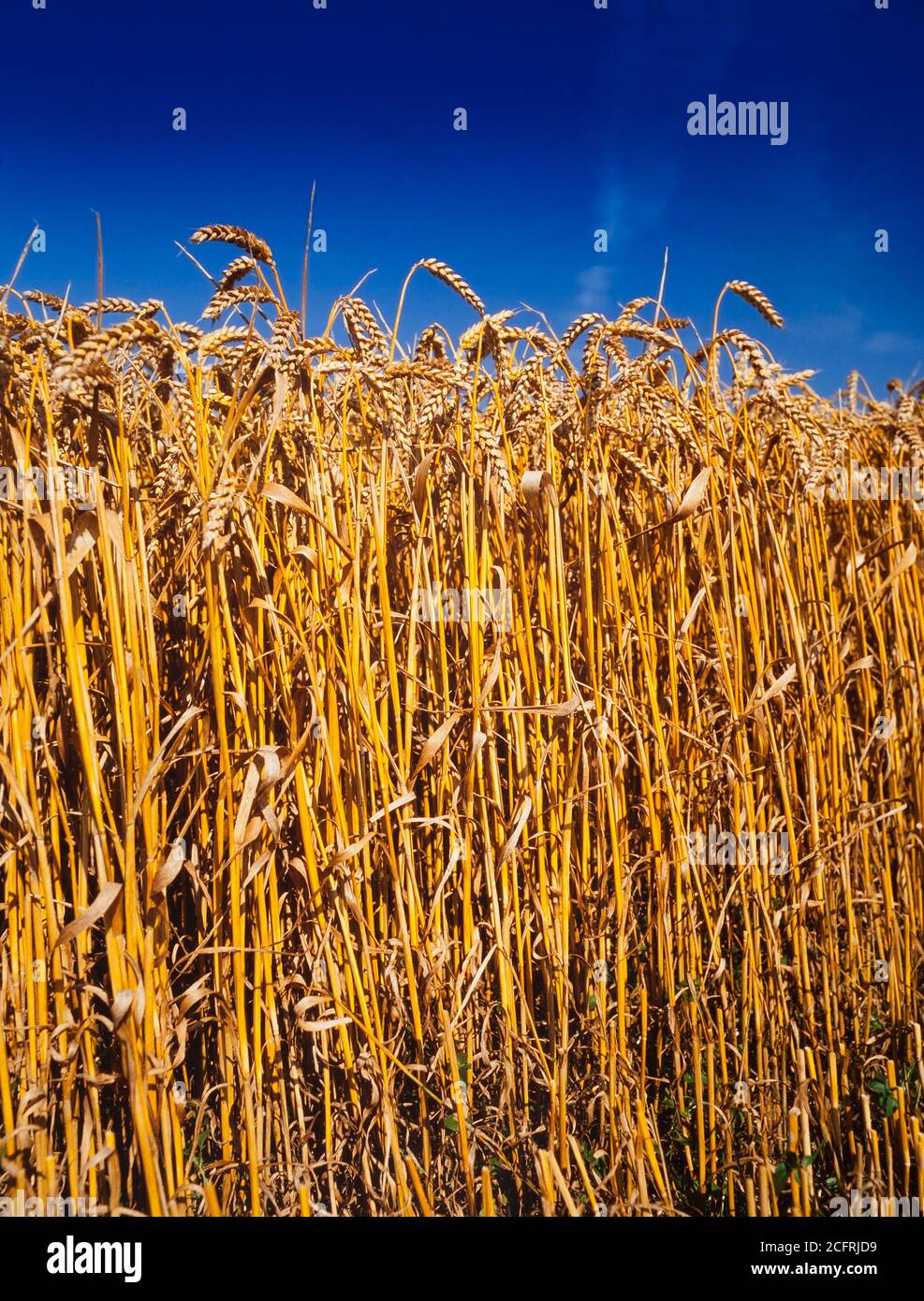 Triticum sp hi-res stock photography and images - Alamy