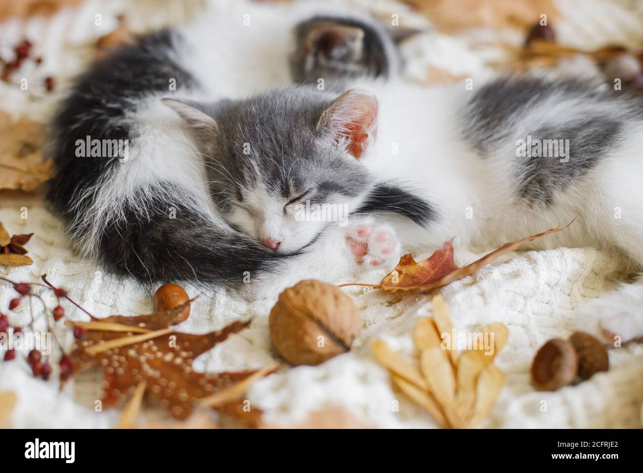 Autumn Kitten Wallpaper