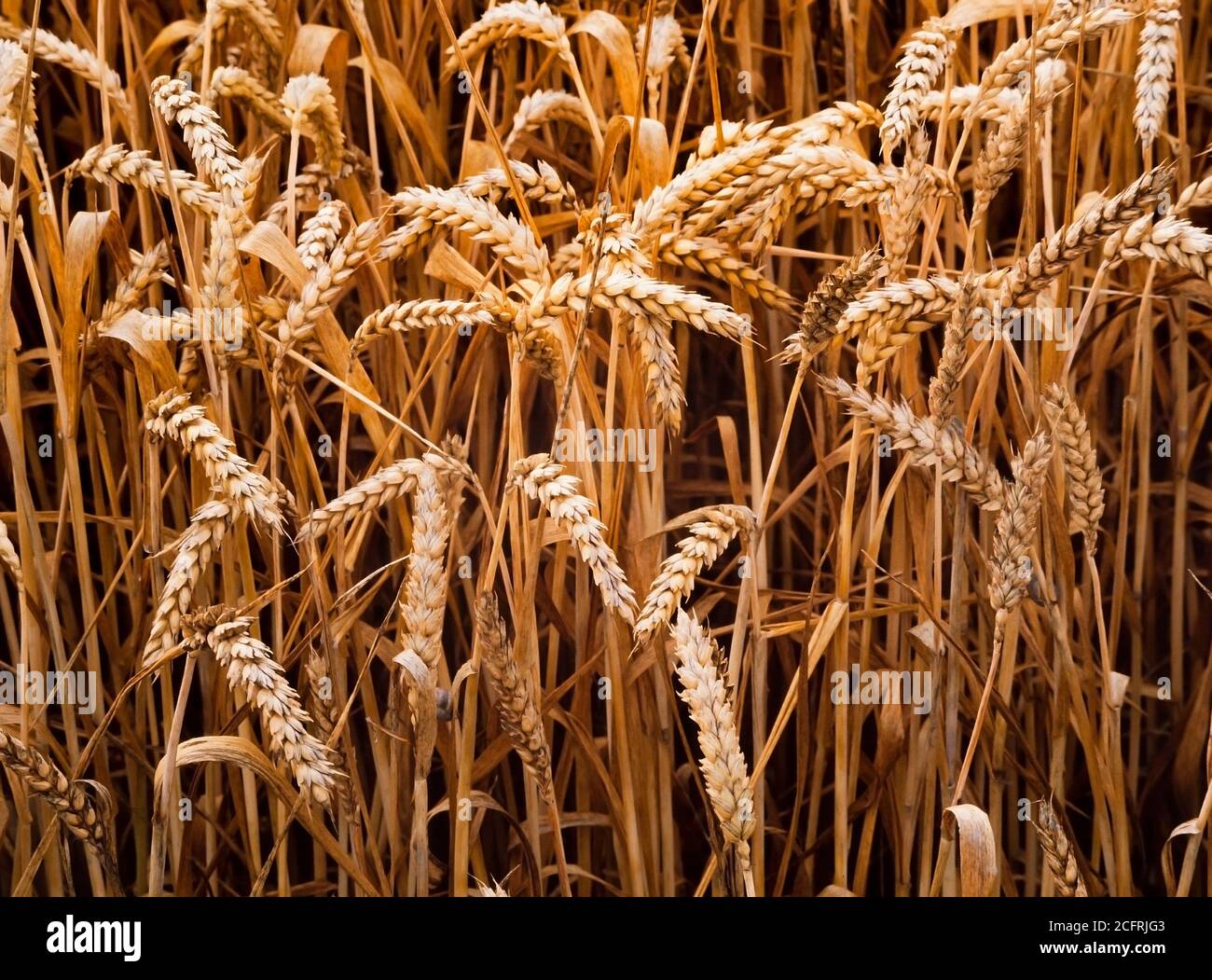 Wheat, Triticum sp. grain ripened ready for harvesting Stock Photo - Alamy