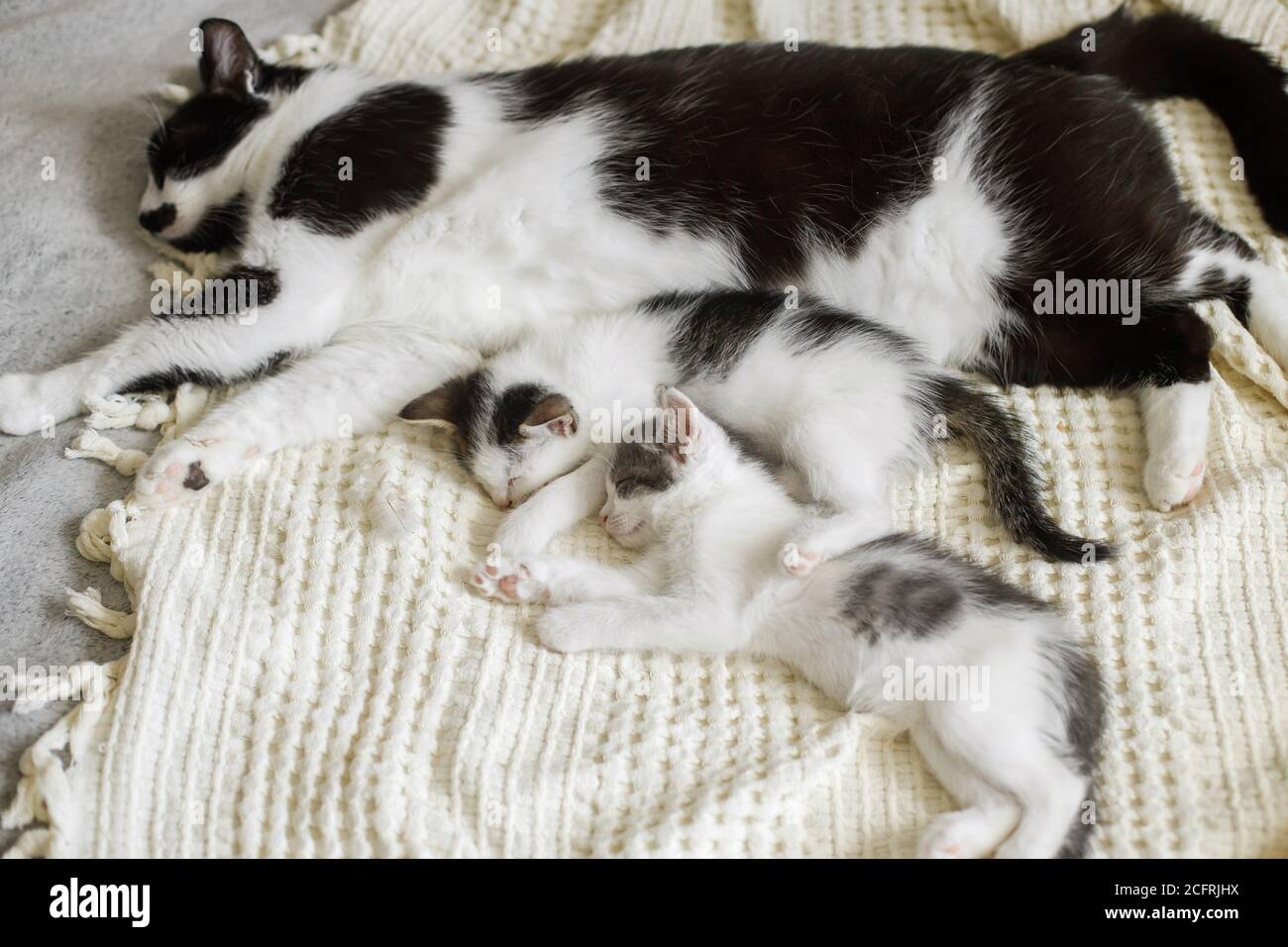 Mother and baby cat sleeping together hi-res stock photography and ...