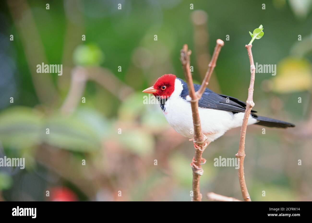 Red Headed Cardinal Bird - Pantanal, Brazil Stock Photo - Alamy