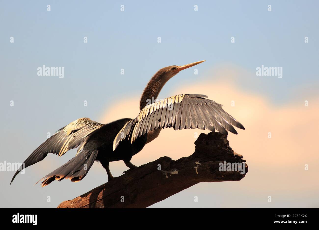 Anhinga bird with wings extended against a pale blue sky. They are ...