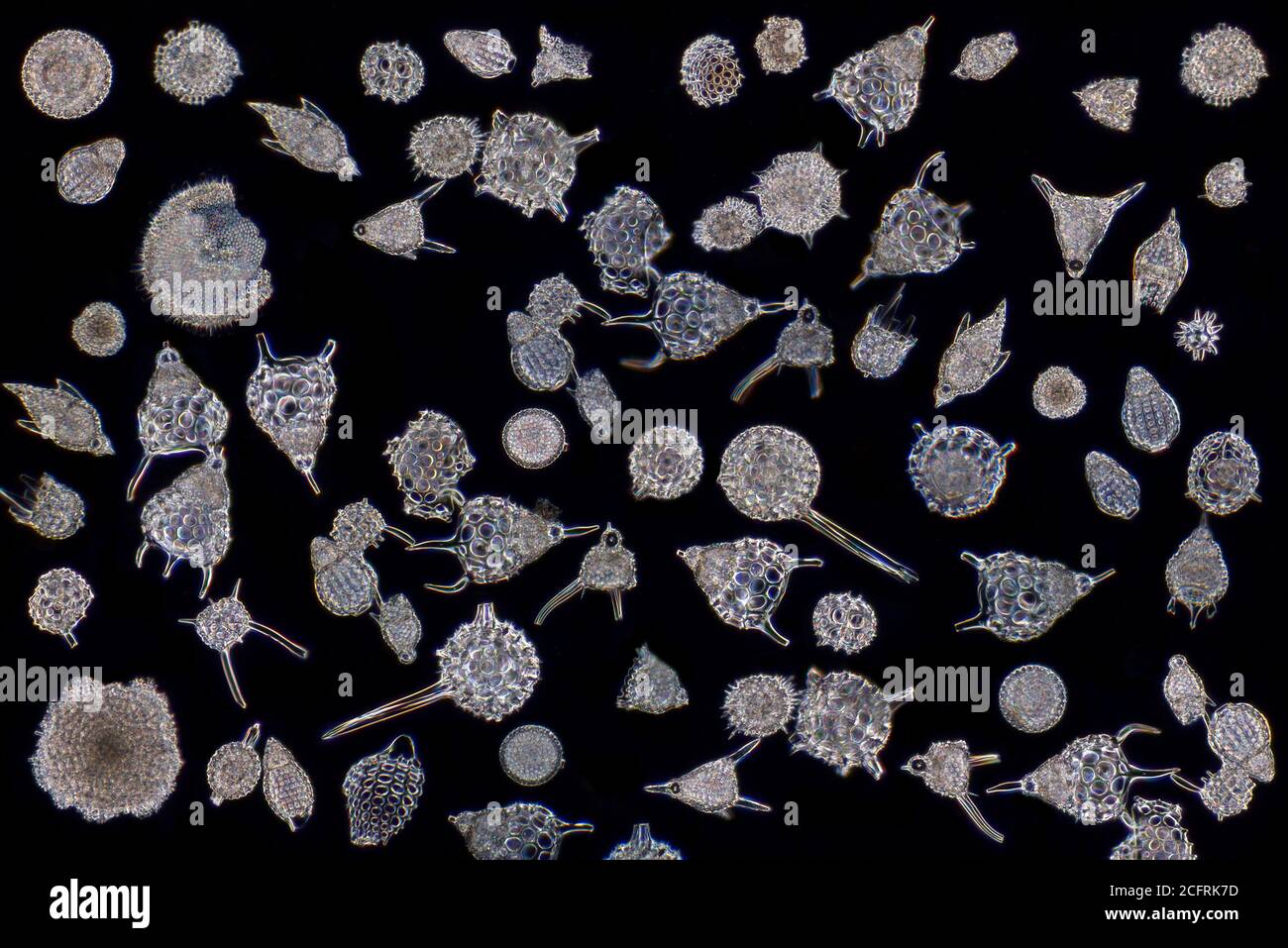 Radiolaria hi-res stock photography and images - Alamy