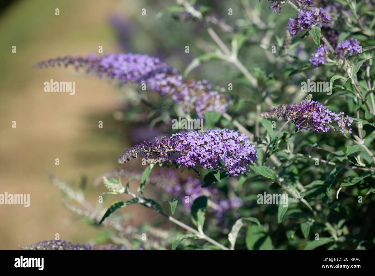 Buddleja davidii ecolonia hi-res stock photography and images - Alamy