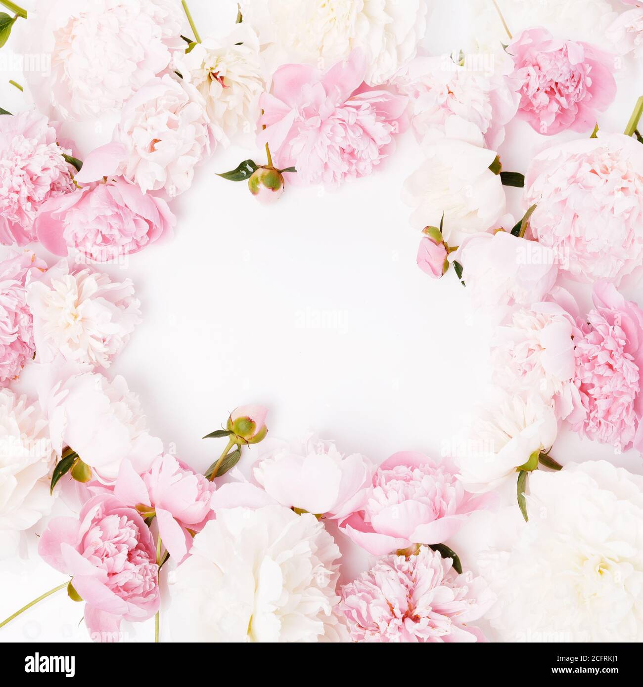 Peonies frame hi-res stock photography and images - Alamy