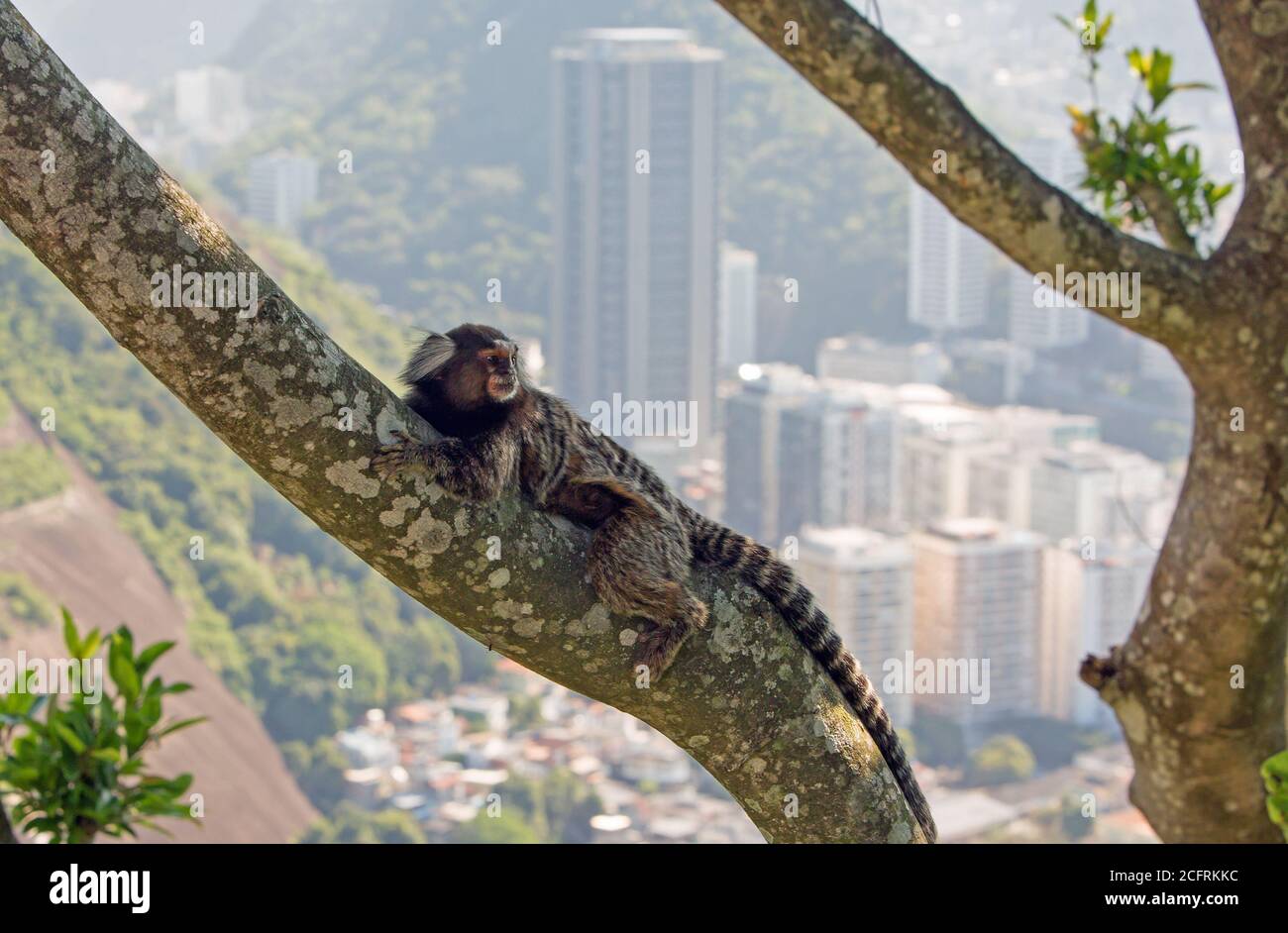 Marmoset Monkey relaxing onn a tree at the top of Sugarloaf Mountain ...