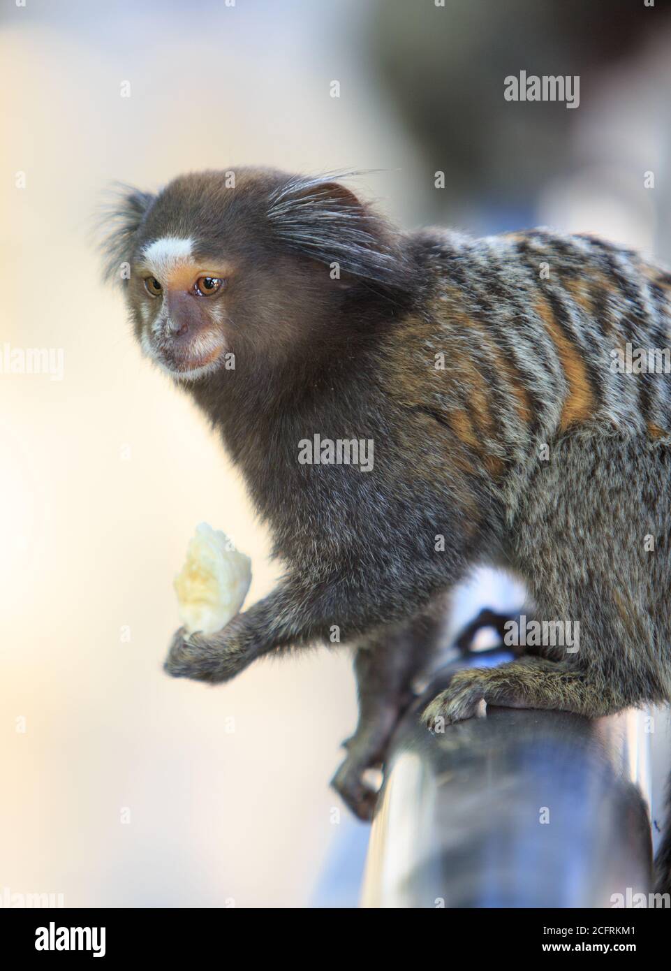 Marmoset monkey hi-res stock photography and images - Alamy