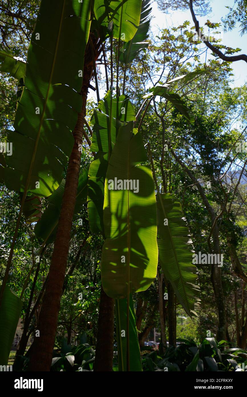 Tropical Rainforest with large Banana Leaves surrounded by other tall ...