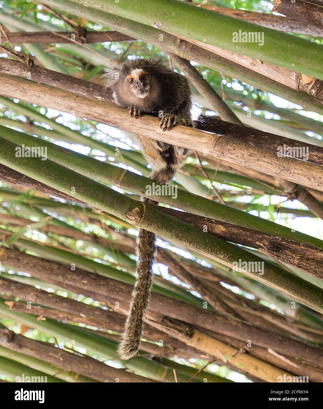 Portrait view of a full body of a marmoset resting in a bamboo forest ...