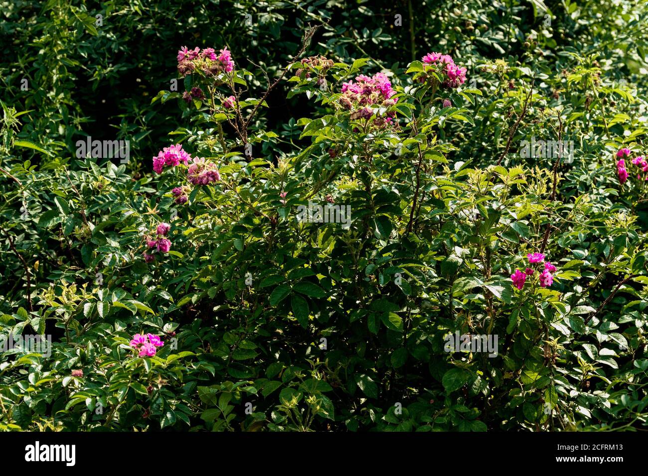 Bright green bush hi-res stock photography and images - Alamy
