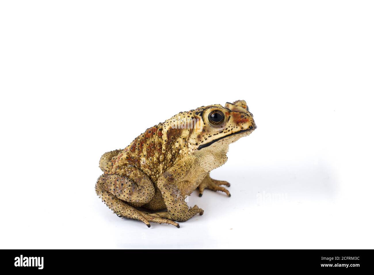 Asian common toad ( Duttaphrynus melanostictus ) isolated on white ...