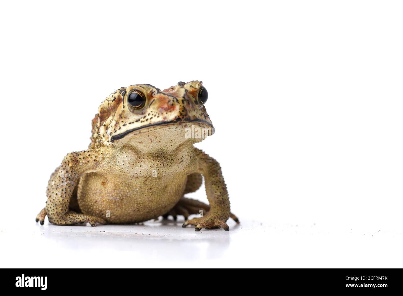 Asian common toad ( Duttaphrynus melanostictus ) isolated on white ...