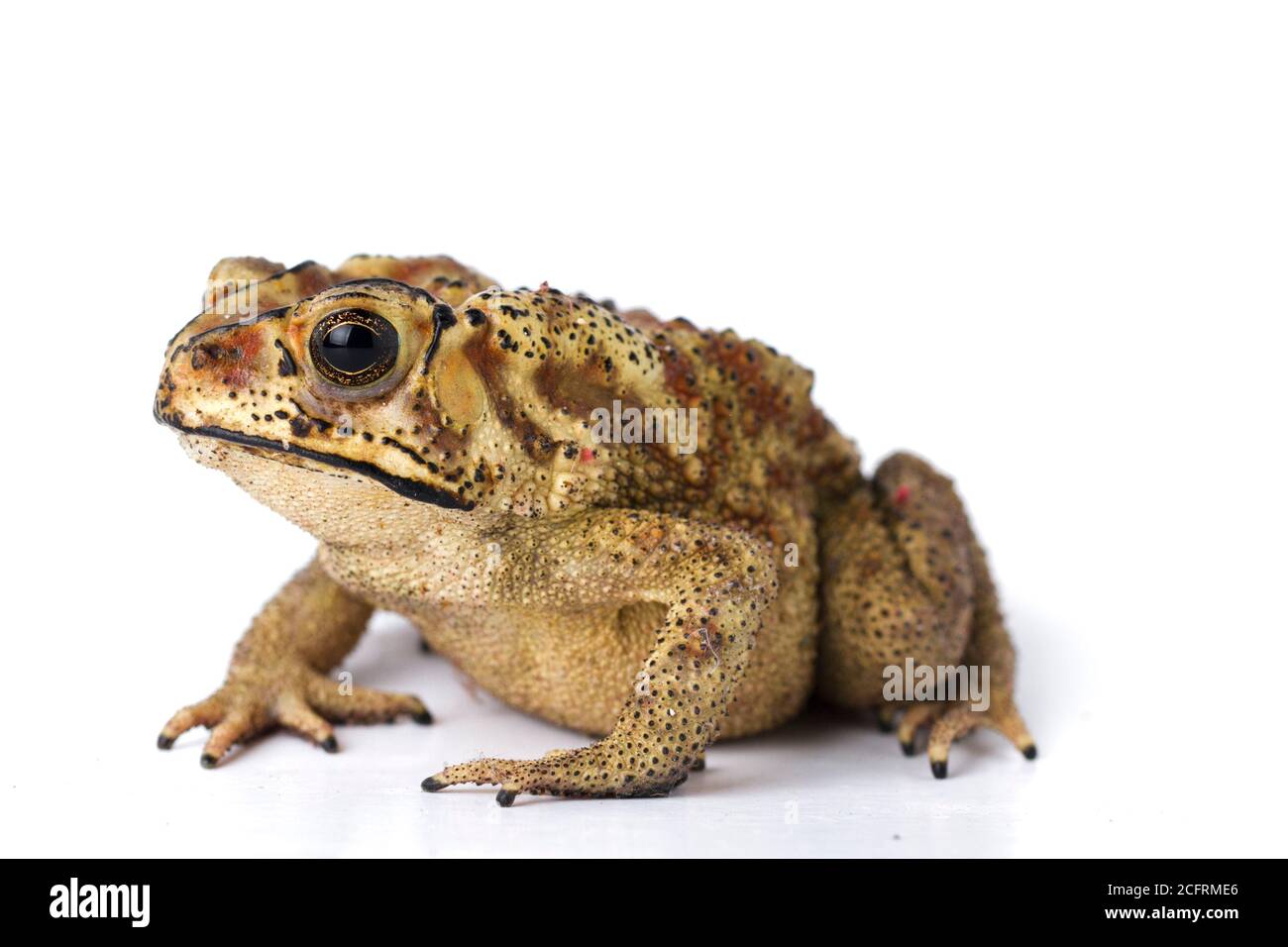 Asian common toad ( Duttaphrynus melanostictus ) isolated on white ...