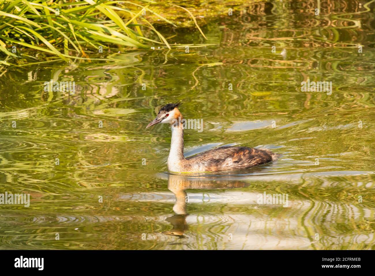 Gold crested bird hi-res stock photography and images - Alamy