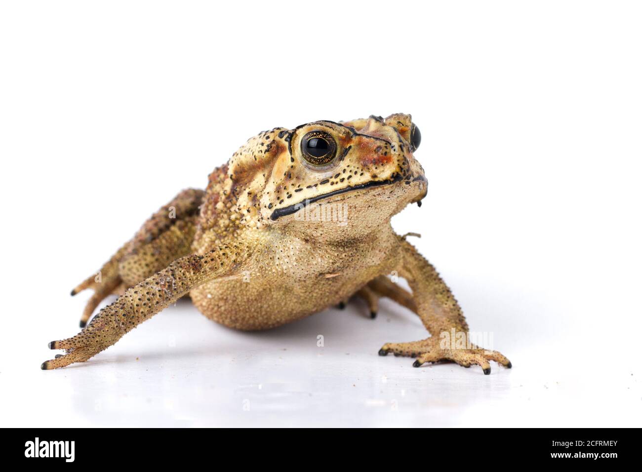 Asian common toad ( Duttaphrynus melanostictus ) isolated on white ...