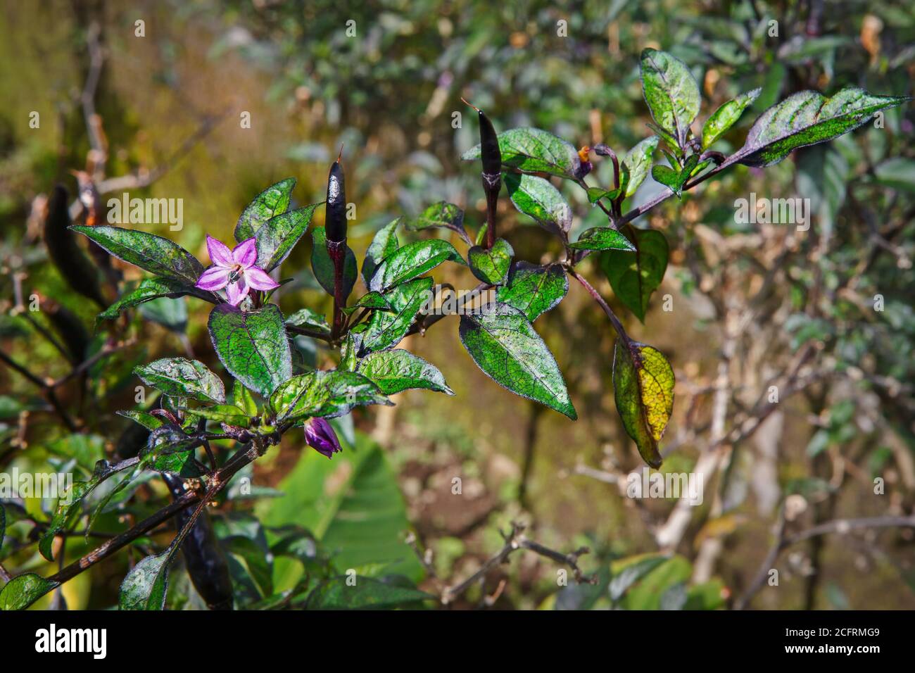 Black chilli pepper or Capsicum annuum chilli. Growing plant with ...