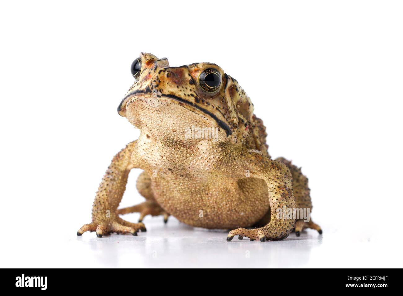 Asian common toad ( Duttaphrynus melanostictus ) isolated on white ...