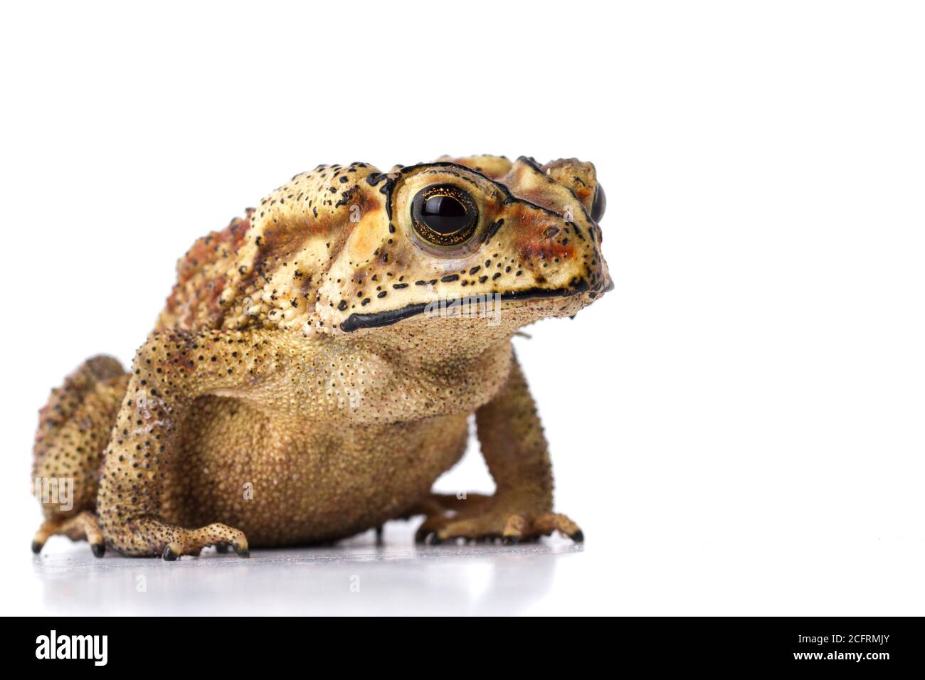 Asian common toad ( Duttaphrynus melanostictus ) isolated on white ...