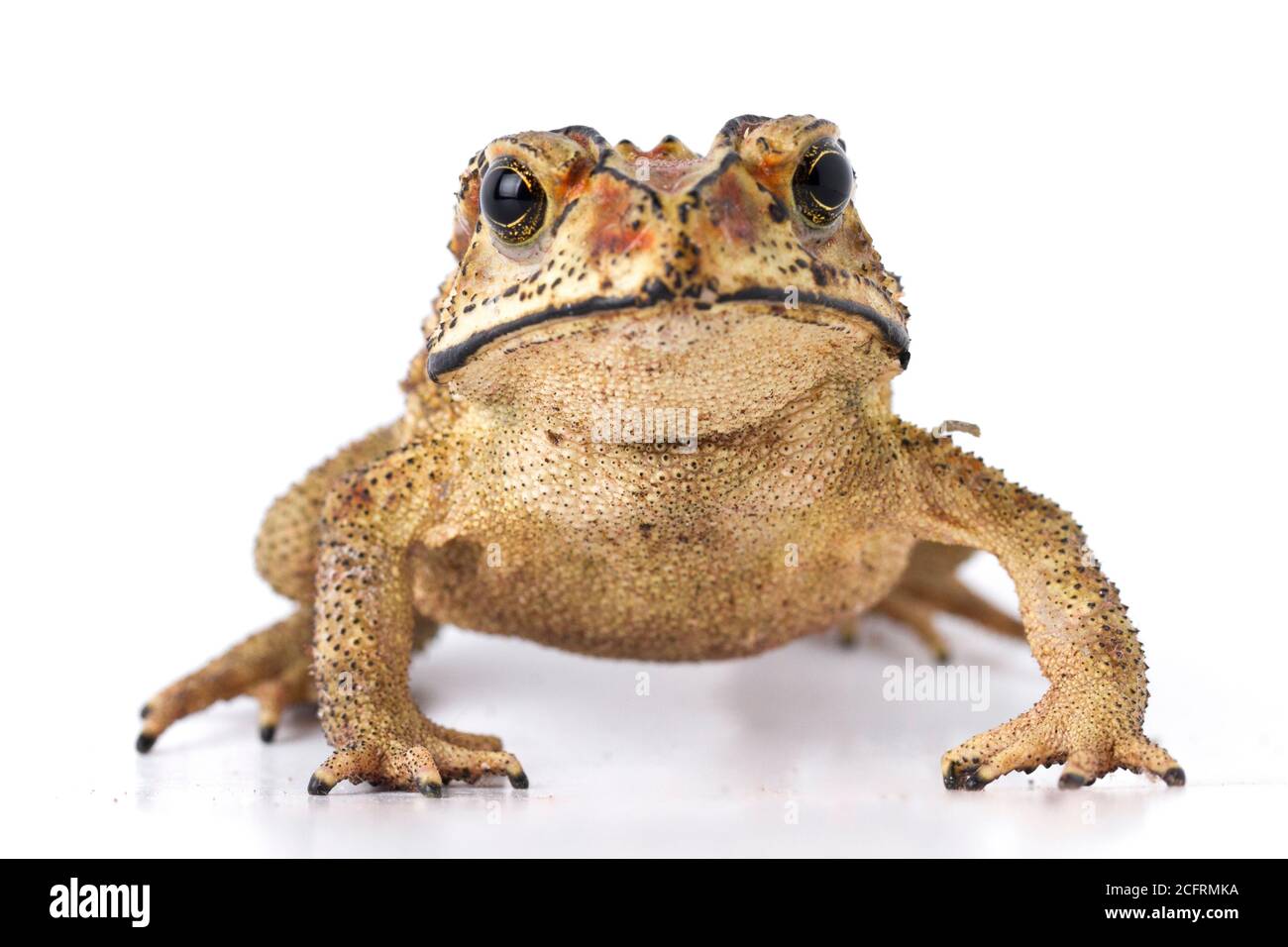 Asian common toad ( Duttaphrynus melanostictus ) isolated on white ...