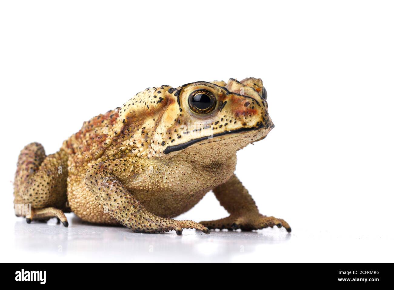 Asian common toad ( Duttaphrynus melanostictus ) isolated on white ...