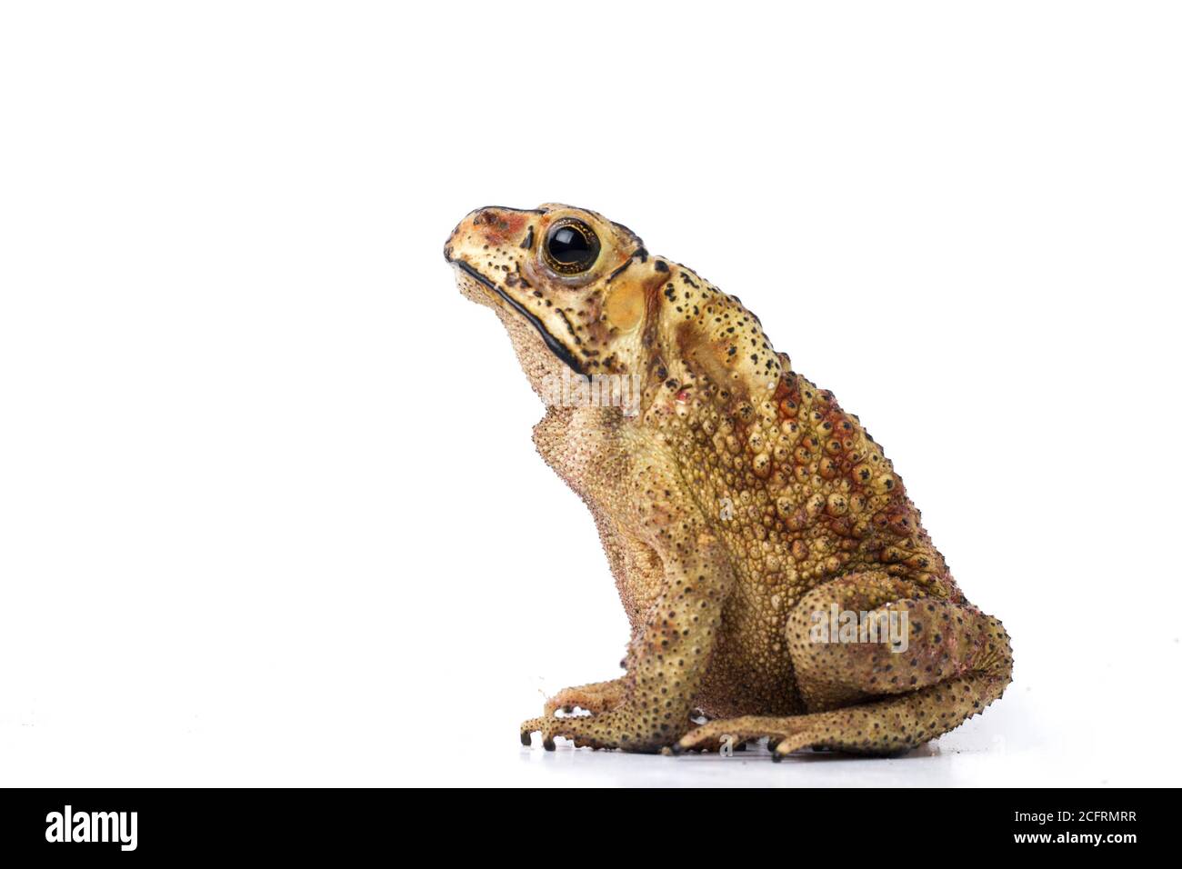Asian common toad ( Duttaphrynus melanostictus ) isolated on white ...