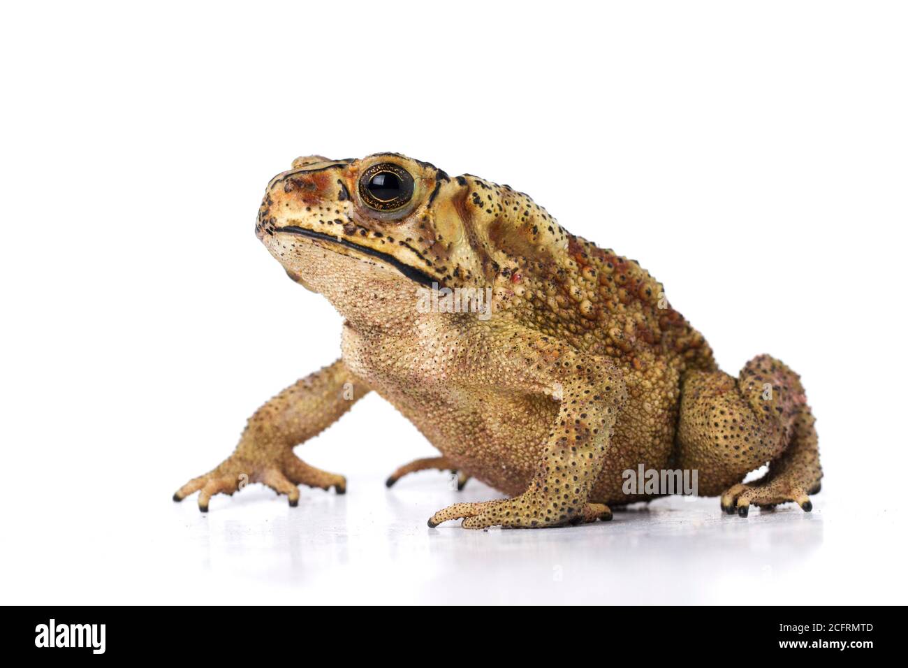 Asian common toad ( Duttaphrynus melanostictus ) isolated on white ...