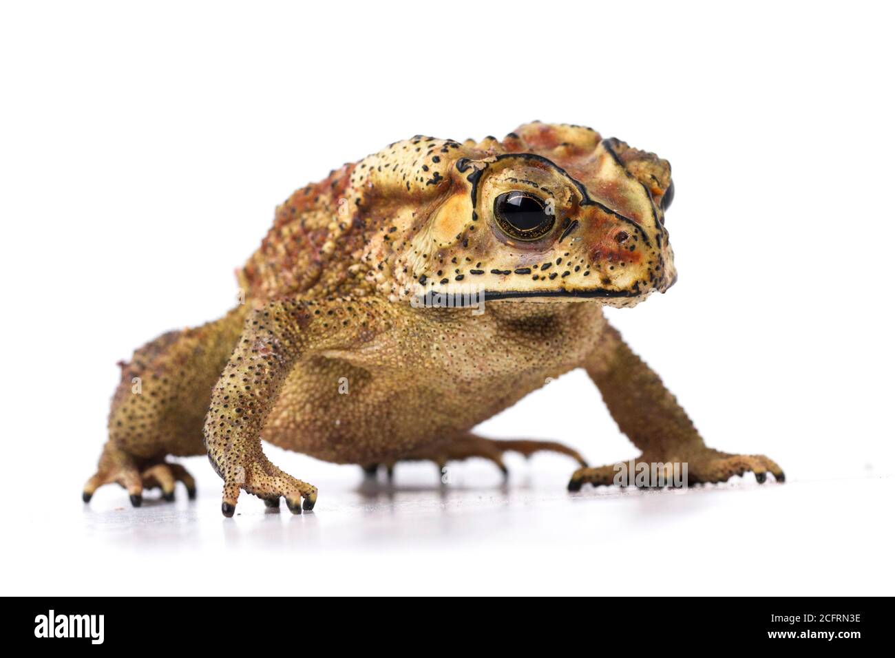 Asian common toad ( Duttaphrynus melanostictus ) isolated on white ...