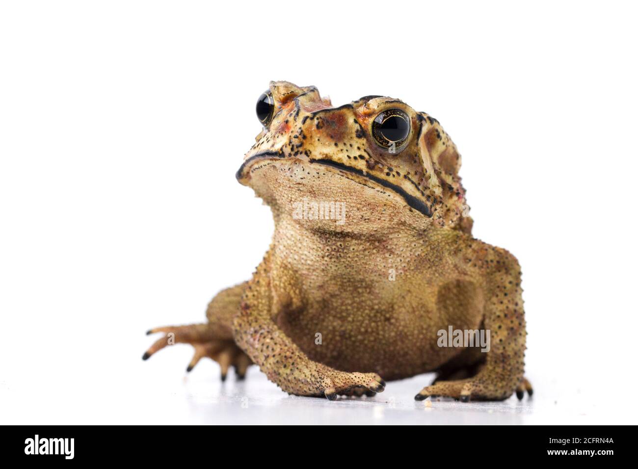 Asian common toad ( Duttaphrynus melanostictus ) isolated on white ...