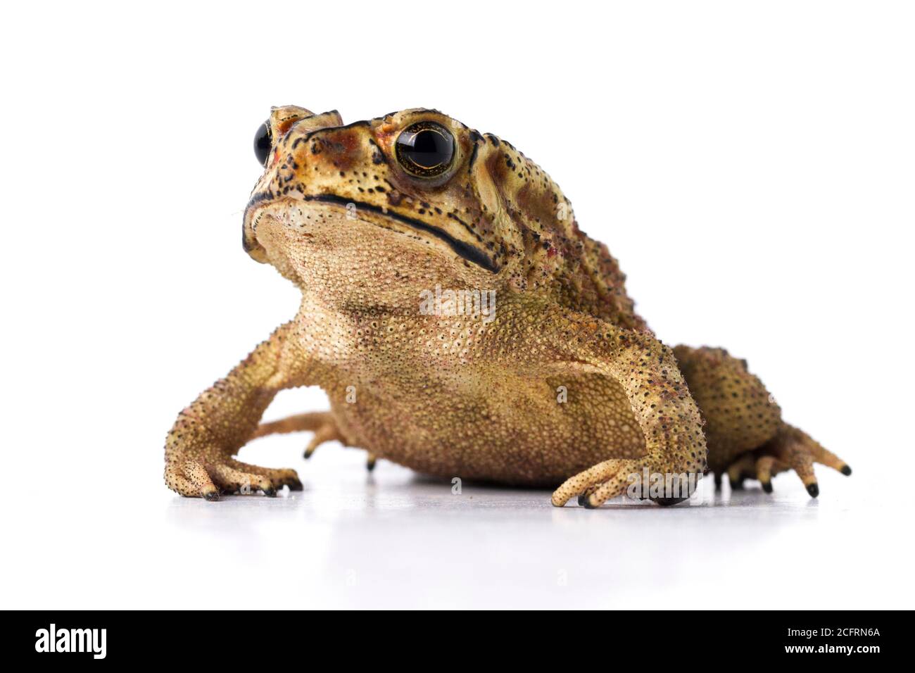 Asian common toad ( Duttaphrynus melanostictus ) isolated on white ...