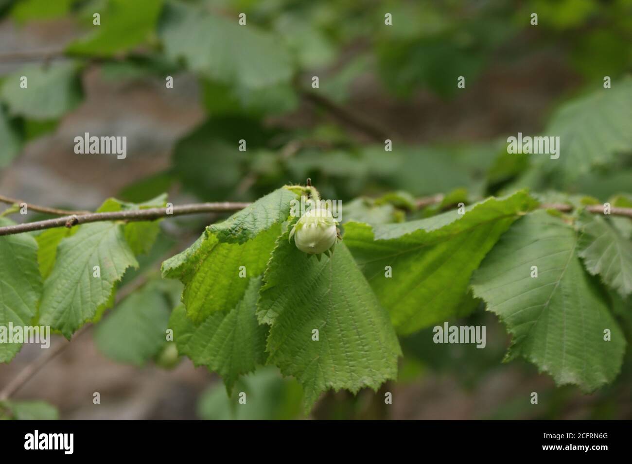 Wild unripe hazelnuts growing on a branch of a hazelnut bush tree with ...