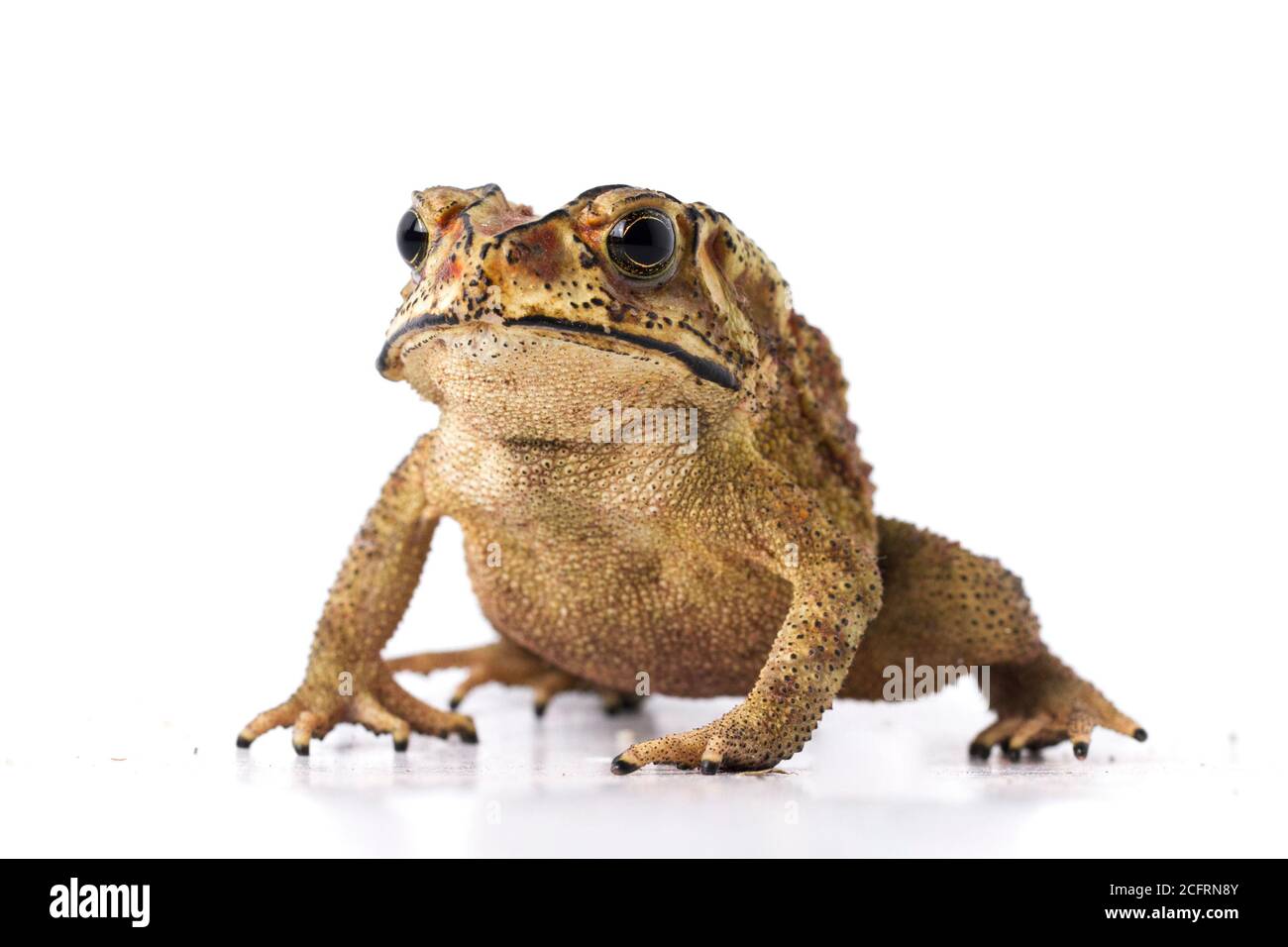 Asian common toad ( Duttaphrynus melanostictus ) isolated on white ...