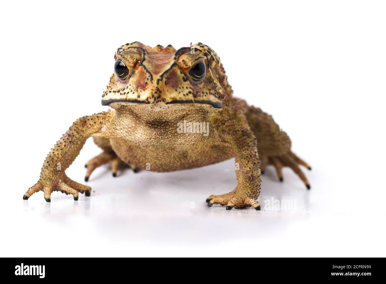 Asian common toad ( Duttaphrynus melanostictus ) isolated on white ...