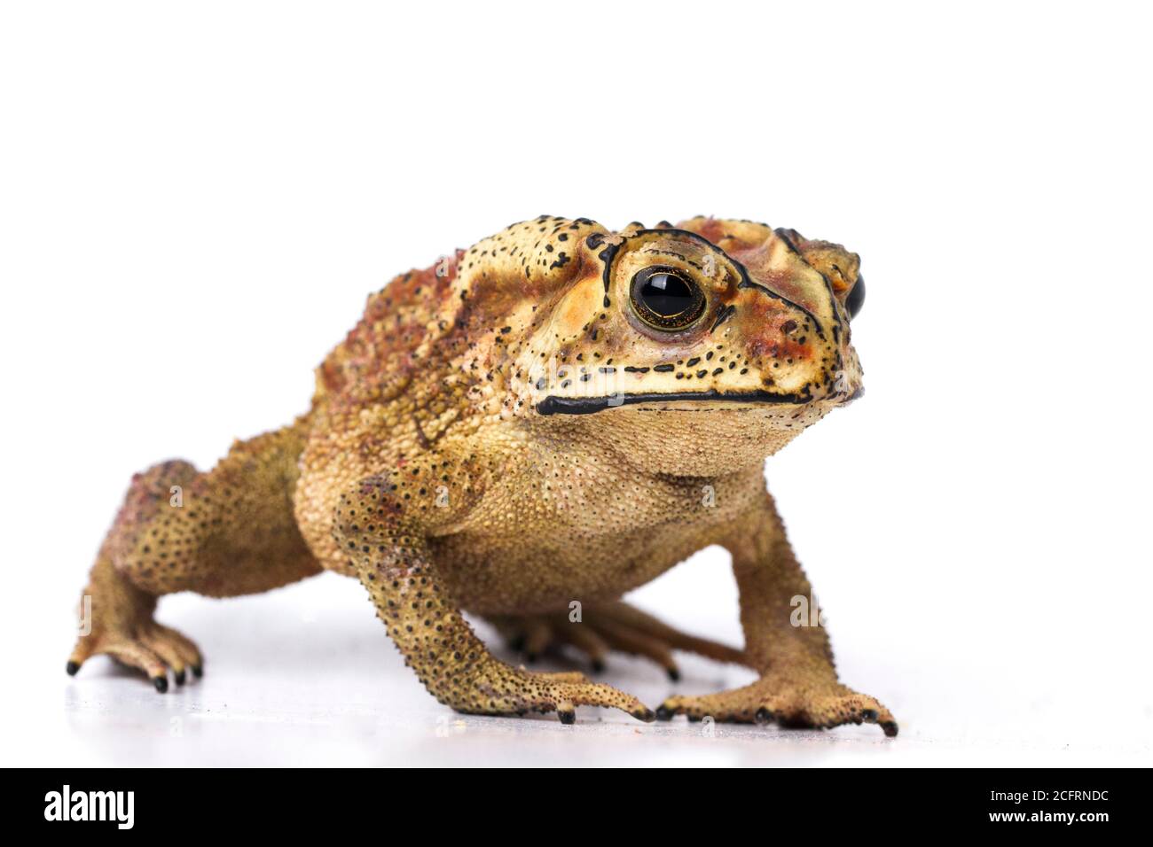 Asian common toad ( Duttaphrynus melanostictus ) isolated on white ...