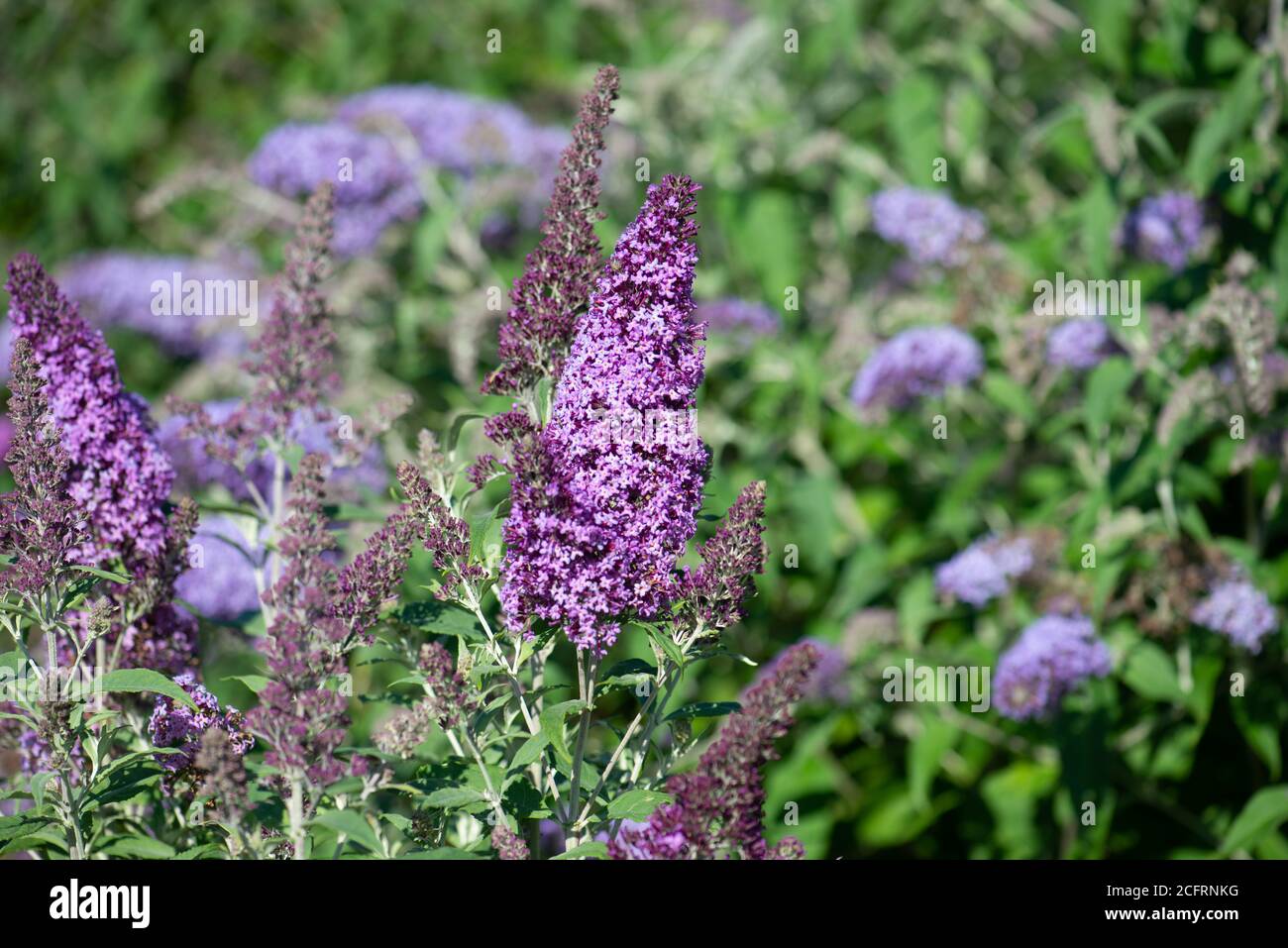 Buddleja flowers in the summer shot in the national collection in ...