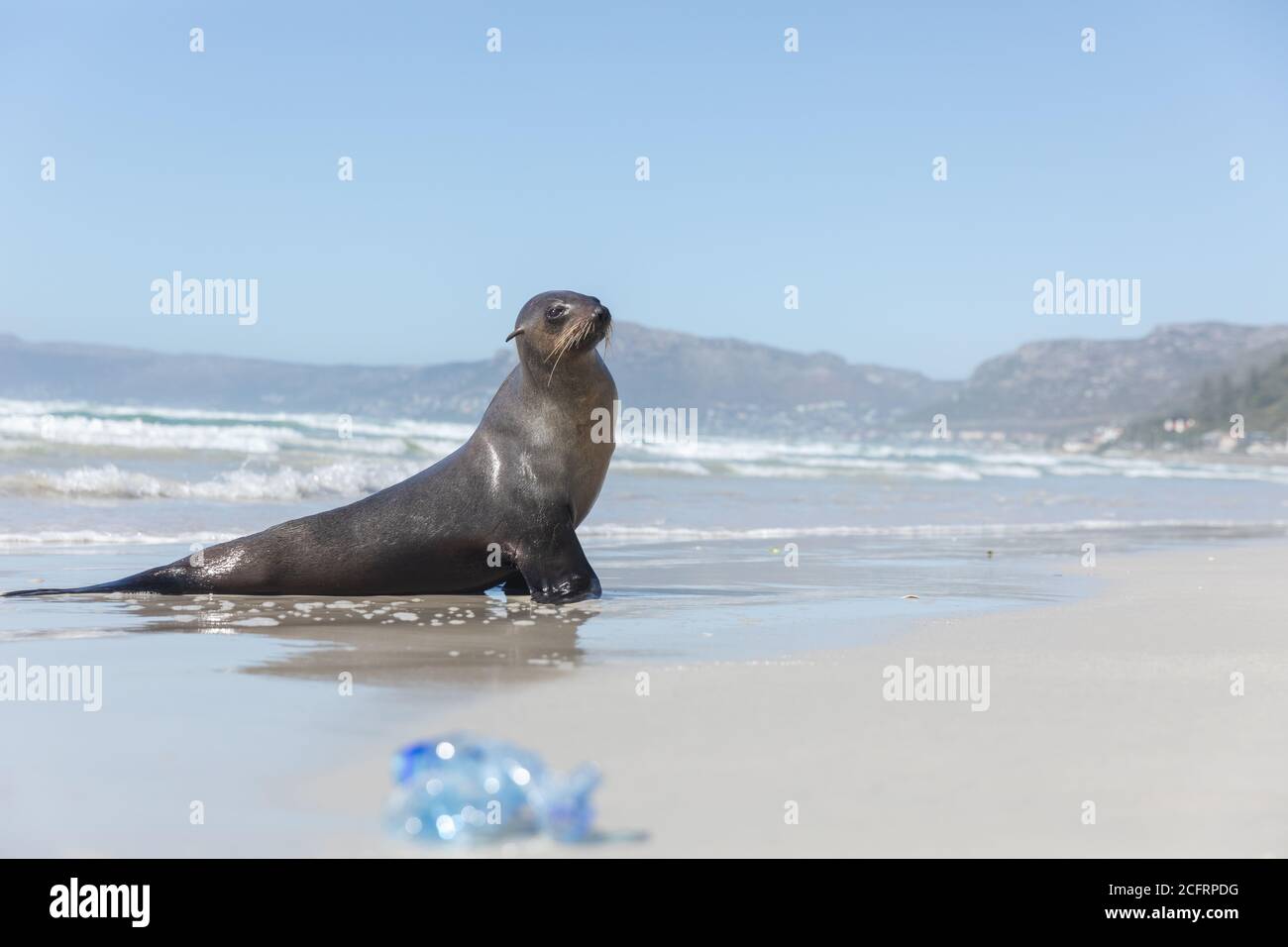 Wild seal lying on the beach Stock Photo - Alamy